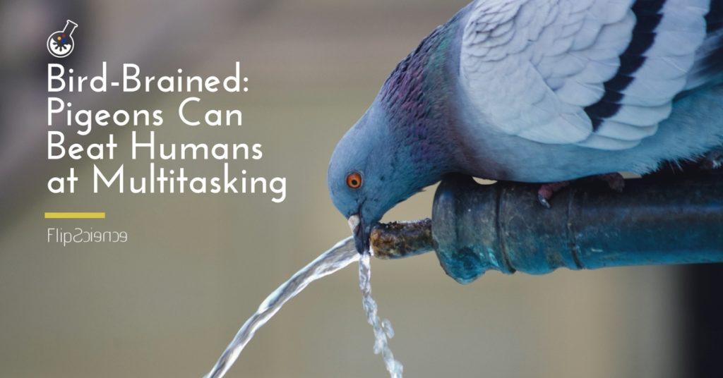Bird-brained: Pigeons can beat humans at multitasking - FlipScience ...