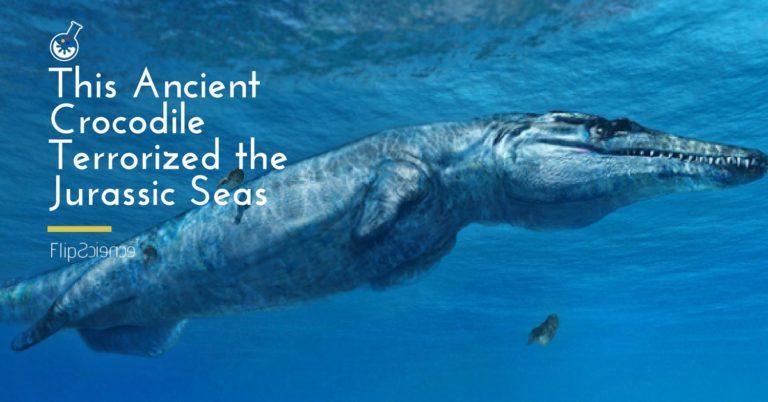 This ancient crocodile terrorized the Jurassic seas - FlipScience - Top ...