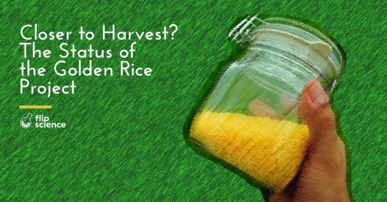 Closer to harvest? The status of the Golden Rice project - FlipScience ...