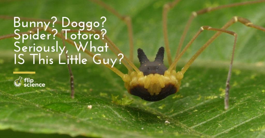 Bunny? Doggo? Spider? Totoro? Seriously, what is this little guy ...