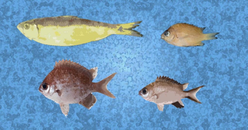 Here are 4 new fish species from Manila Bay, Batangas, and Mindoro ...