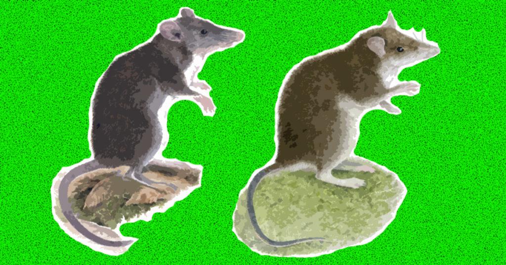 These hopping rodents from the Philippines have a weird taste for worms ...