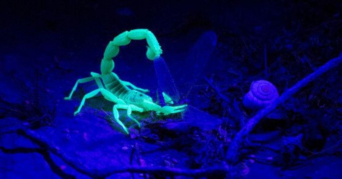 Why Do Scorpions Glow