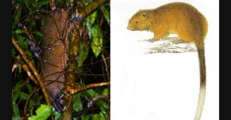 FlipFact (August 22, 2019): The ‘extinct’ rat rediscovered in the ...