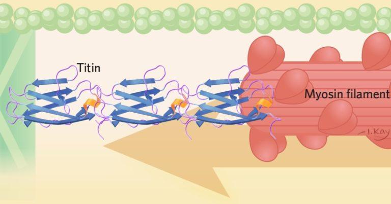 FlipFact (August 14, 2019): The protein with a name that will take you ...