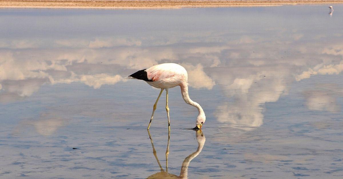 FlipFact (September 7, 2019): Why do flamingos eat with their heads ...