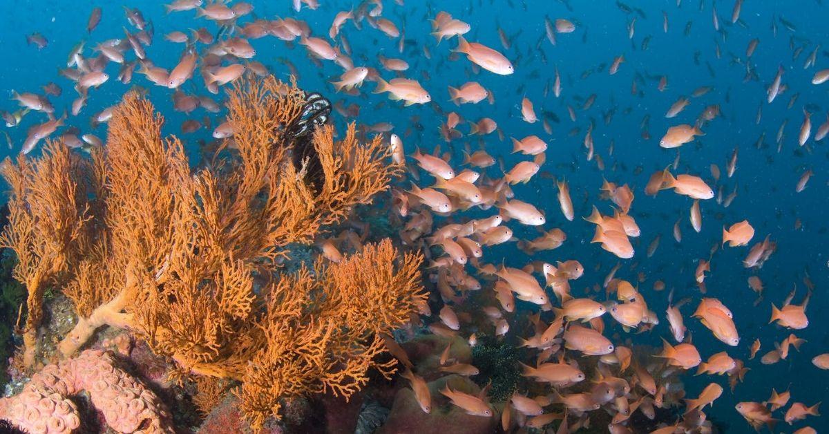 What makes the Verde Island Passage so special? - FlipScience - Top ...