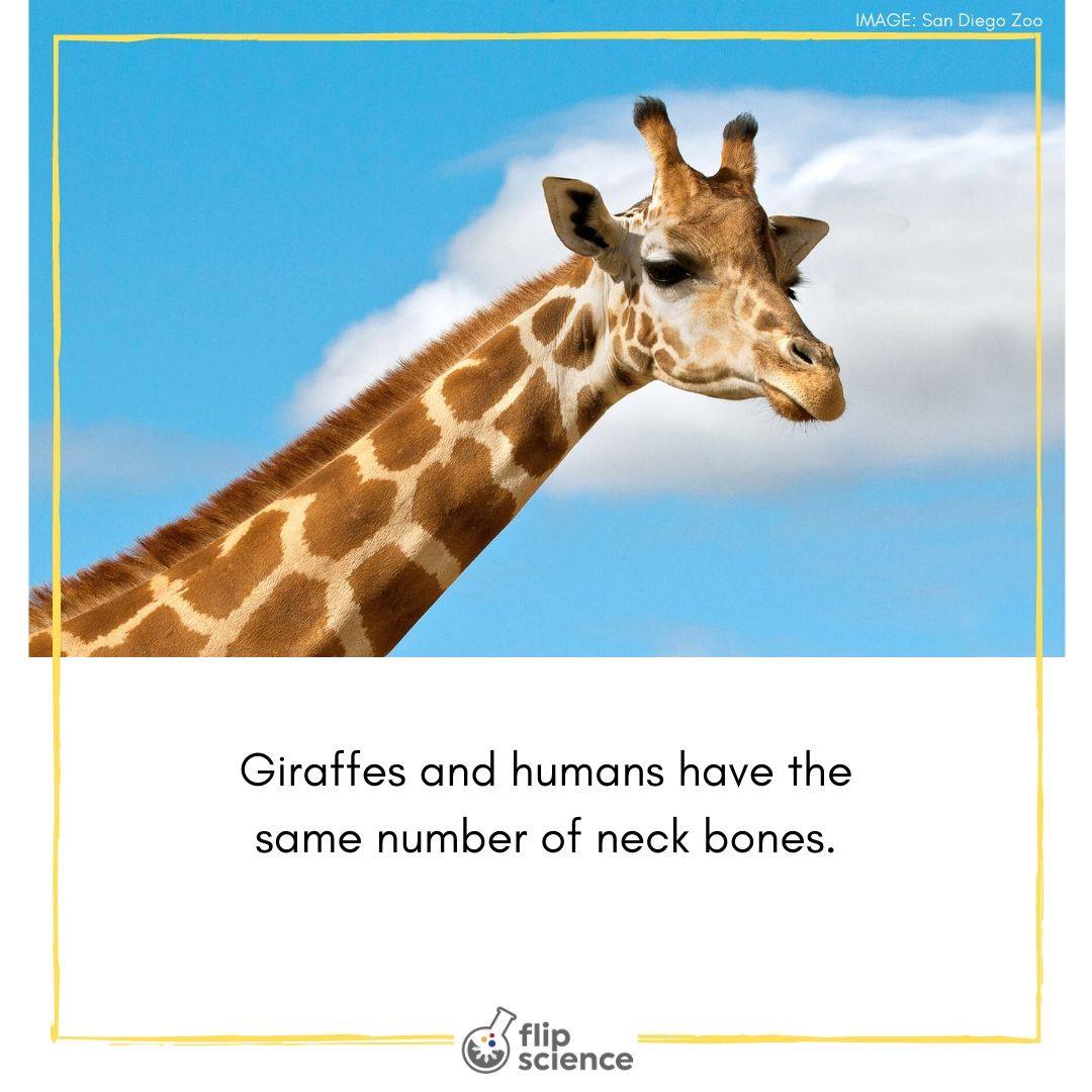 FlipFact July 8 2019 How Many Neck Bones Do Giraffes Have FlipFact July 8 2019 How Many Neck Bones Do Giraffes Have