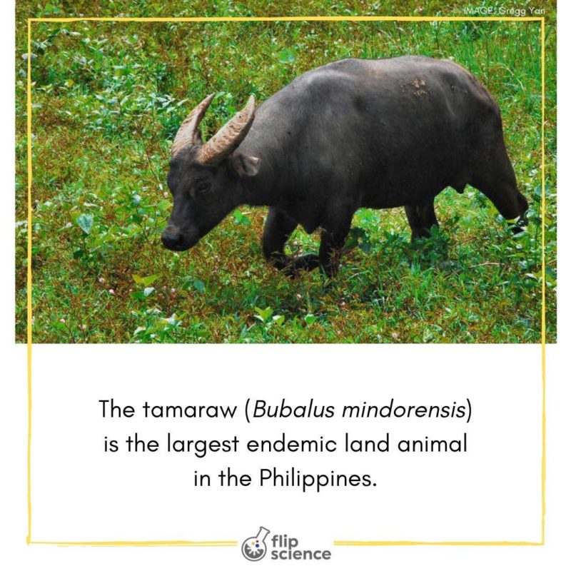 The Philippines’ gentle giant, the tamaraw - FlipScience - Top ...