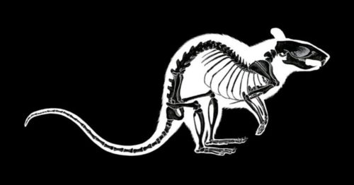 FlipFact (January 25, 2020): How does a rat squeeze into such tiny ...