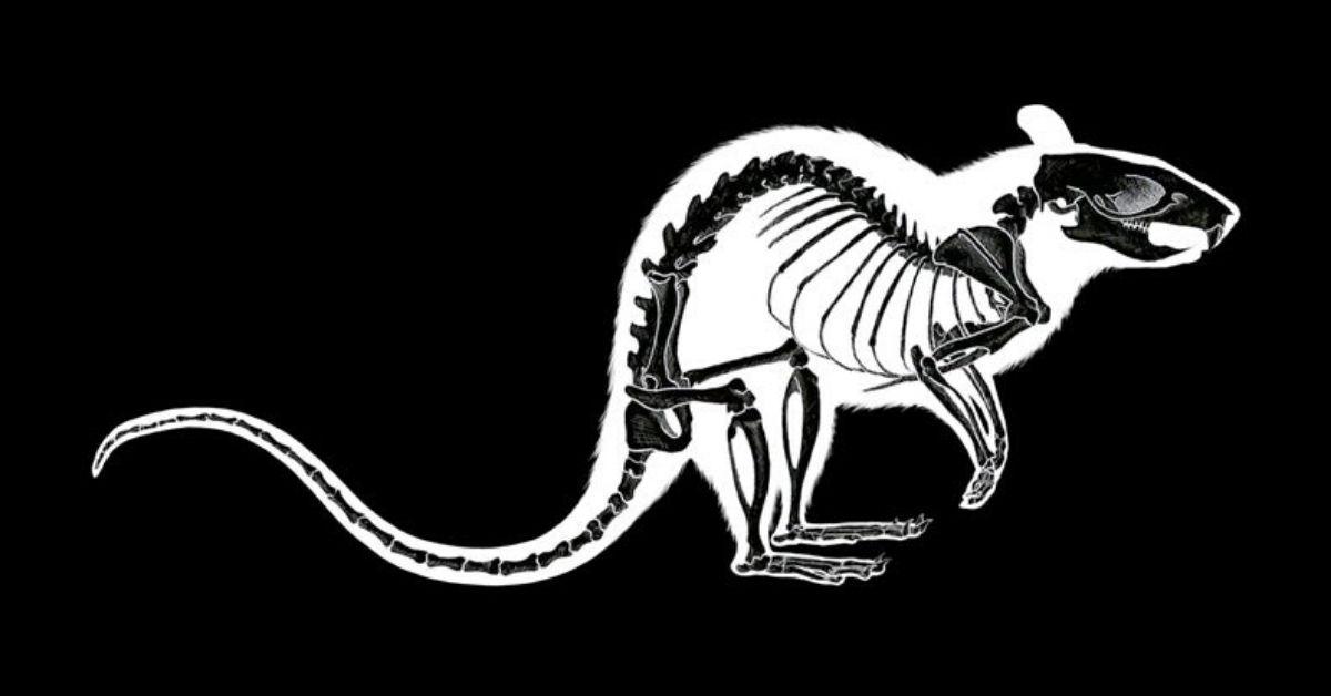 FlipFact (January 25, 2020): How does a rat squeeze into such tiny ...