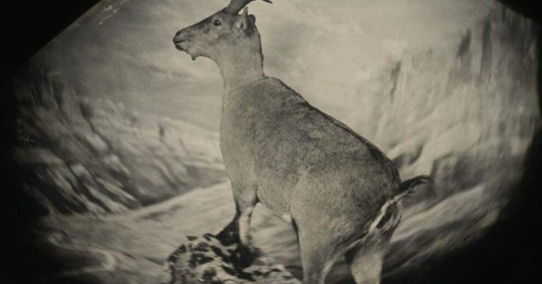 The first animal cloned into de-extinction (that promptly went extinct ...