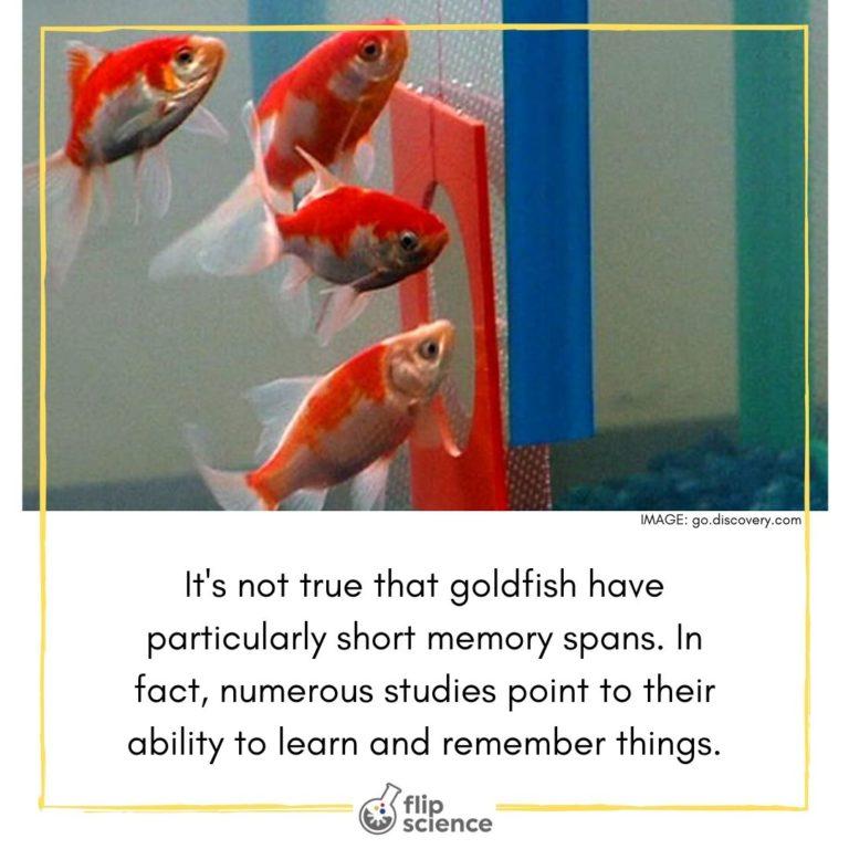 FlipFact (January 17, 2020): Do goldfish really have extremely short ...
