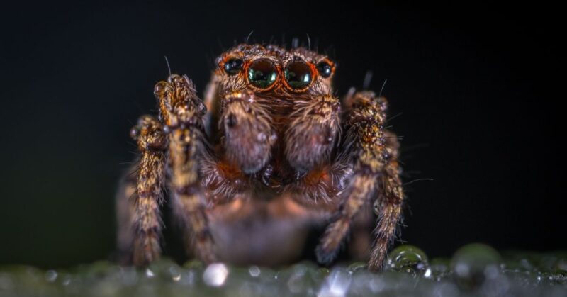 This myth about spiders and sleep isn’t true (thankfully) - FlipScience ...