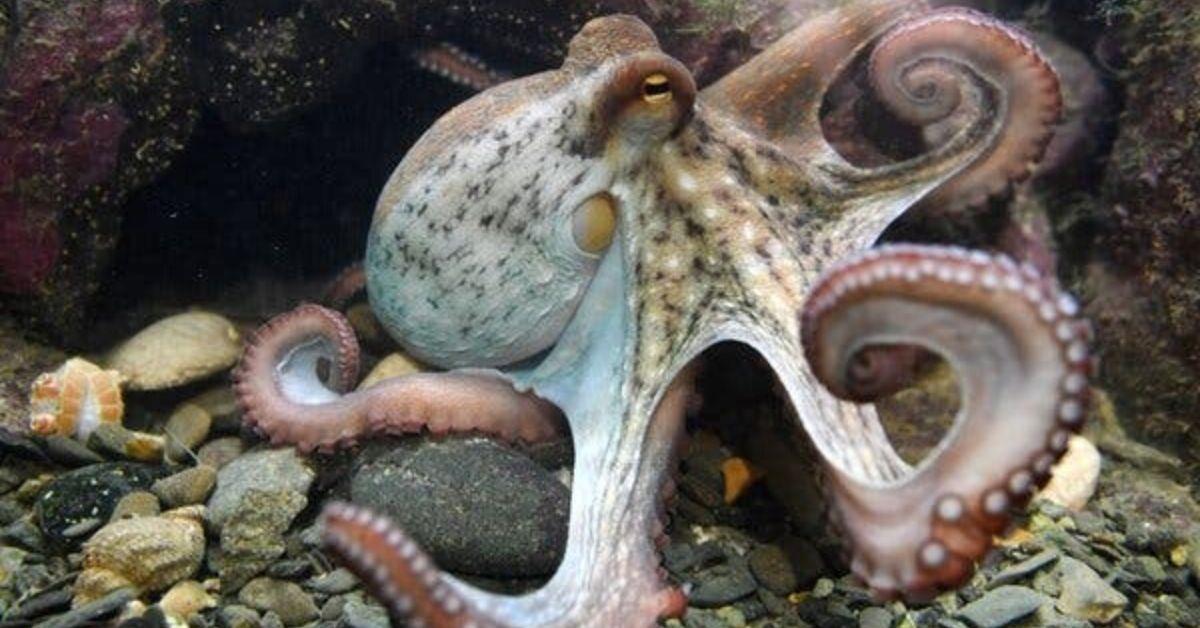 FlipFact (August 29, 2019): This animal has three hearts—and arms that ...