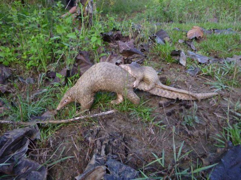 The race to save the Philippine pangolin - FlipScience - Top Philippine ...