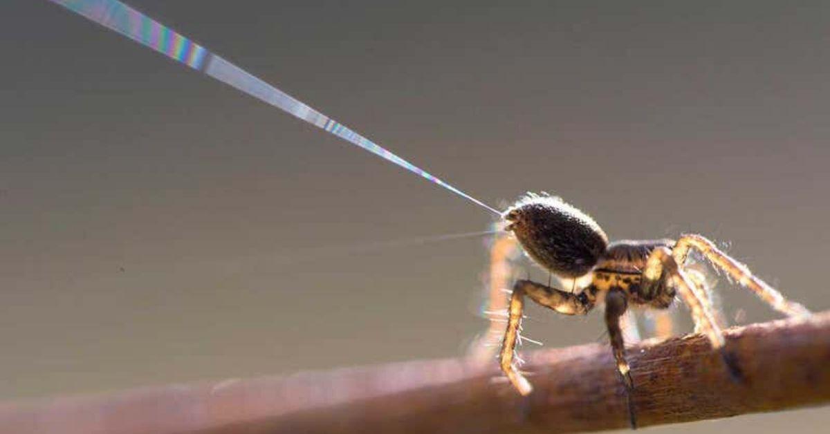 FlipFact (March 5, 2020): How do spiders fly? - FlipScience - Top ...