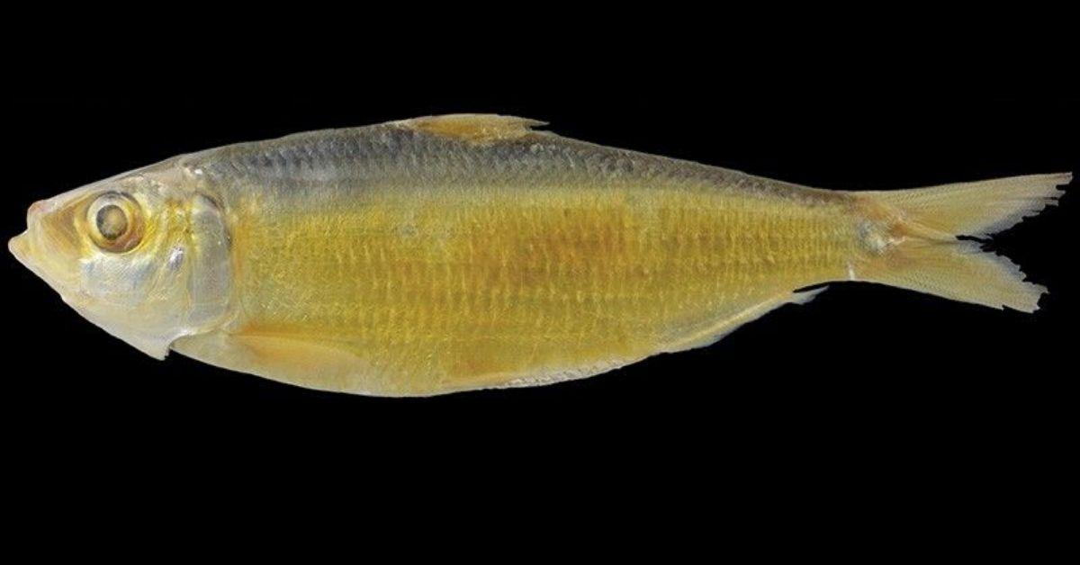 How 𝘚𝘢𝘳𝘥𝘪𝘯𝘦𝘭𝘭𝘢 𝘱𝘢𝘤𝘪𝘧𝘪𝘤𝘢 may have adapted to survive in Philippine ...