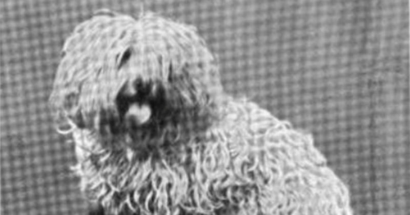 The Manilla Spaniel: the Pinoy dog breed you’ve never heard of ...