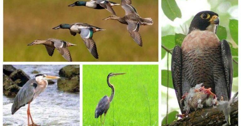 5 mahahalagang kaalaman tungkol sa mga ibong migratory - FlipScience ...