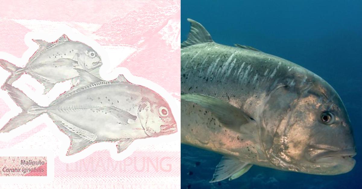 Wildlife wealth: The different animals featured on Philippine peso ...