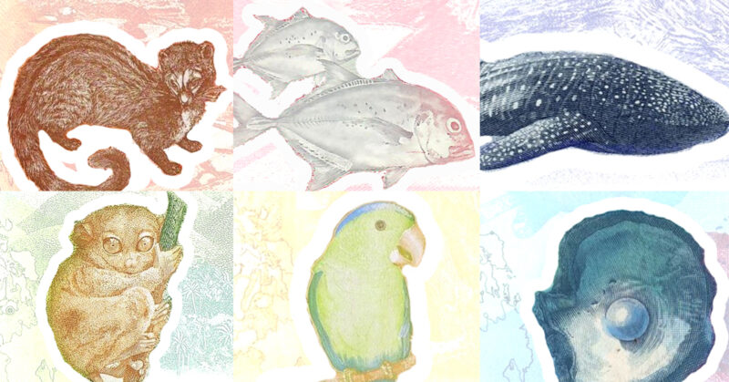 Wildlife wealth: The different animals featured on Philippine peso ...