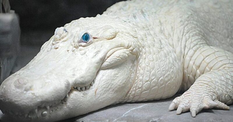 Leucism vs. albinism: What’s the difference? - FlipScience - Top ...