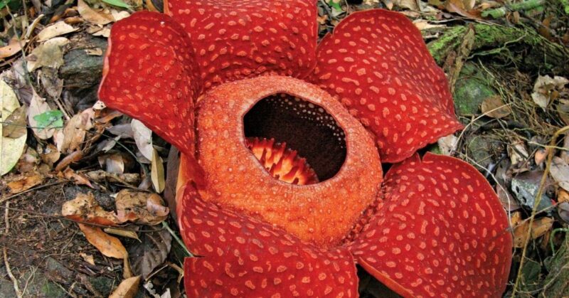 The corpse lily: the massive flower that smells like rotting meat ...