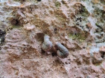 Masungi Georeserve: A green frontier championing endangered and endemic ...