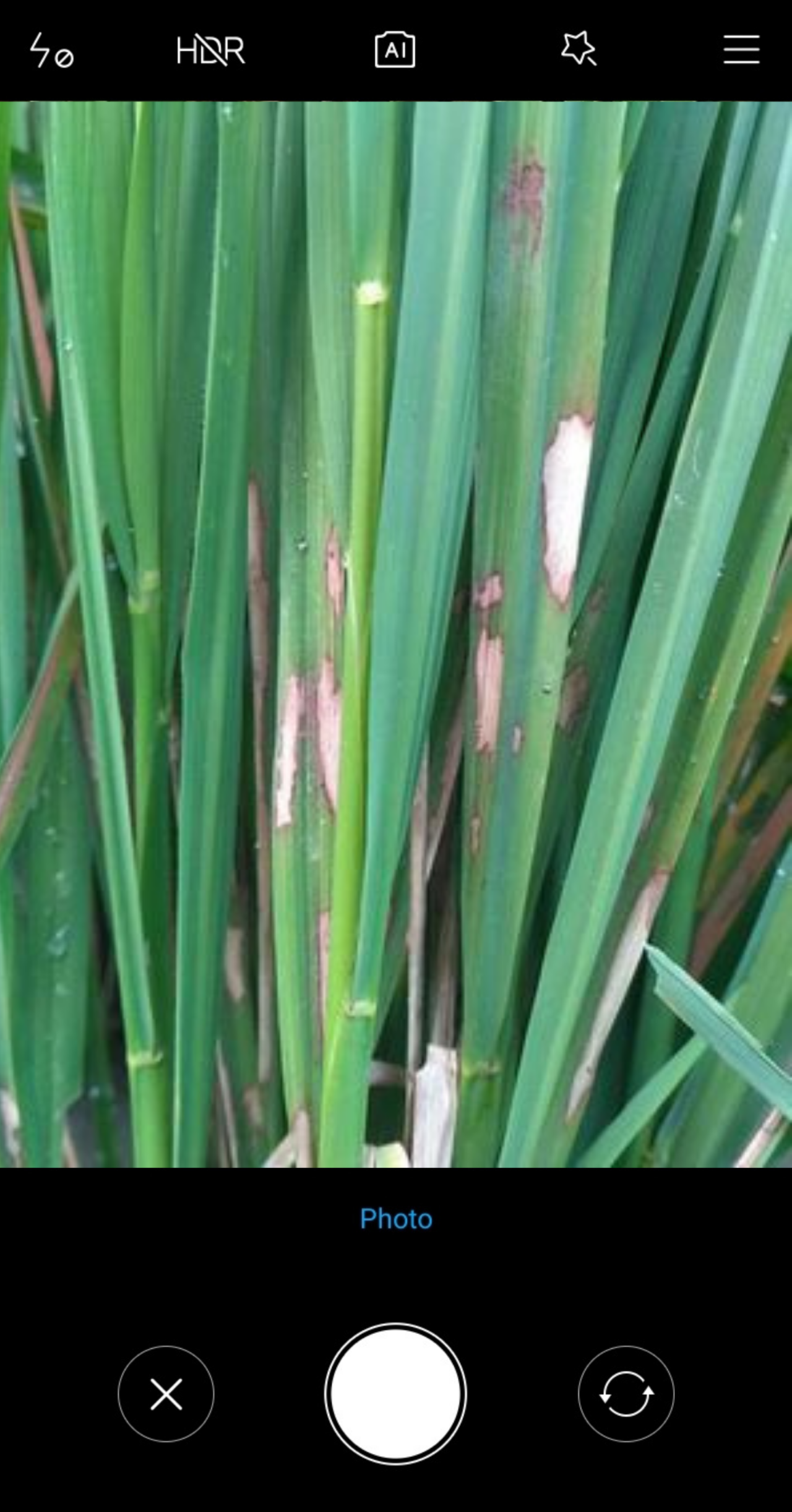 SPIDTECH: A smarter way of managing crop pests and diseases ...