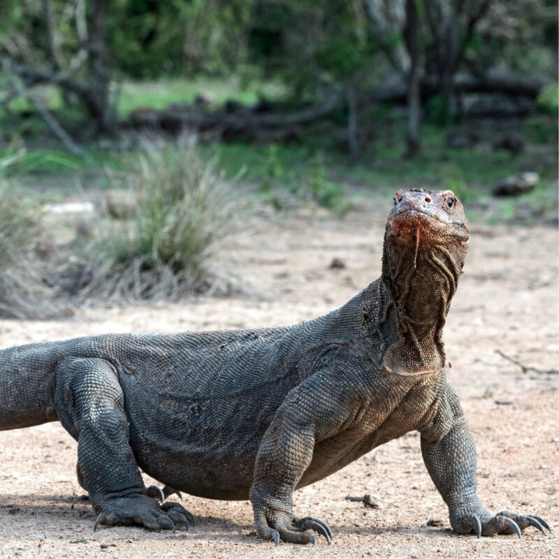 These unique lizard species are the real-life ‘dragons’ of Southeast ...