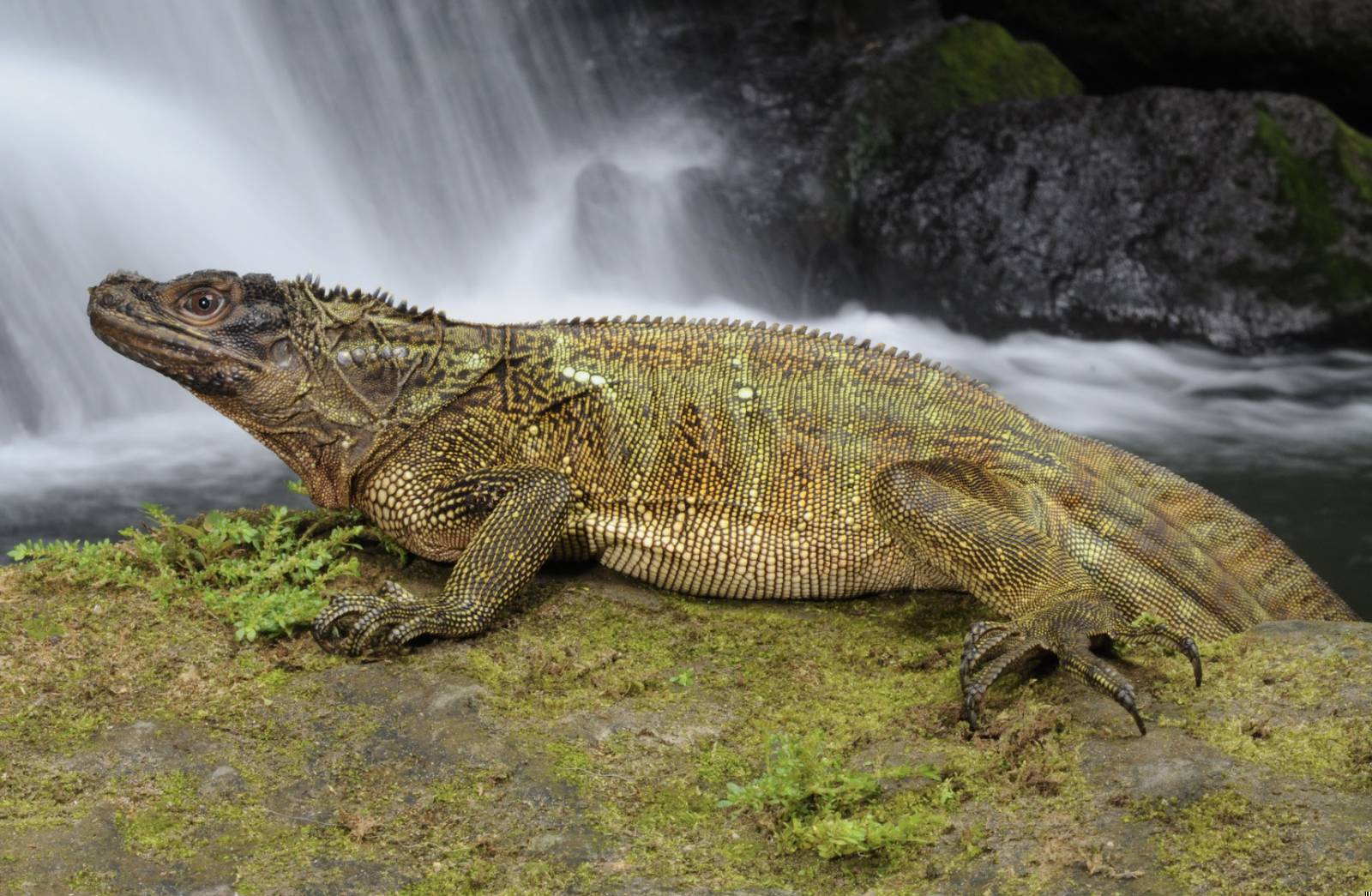 These unique lizard species are the real-life ‘dragons’ of Southeast ...