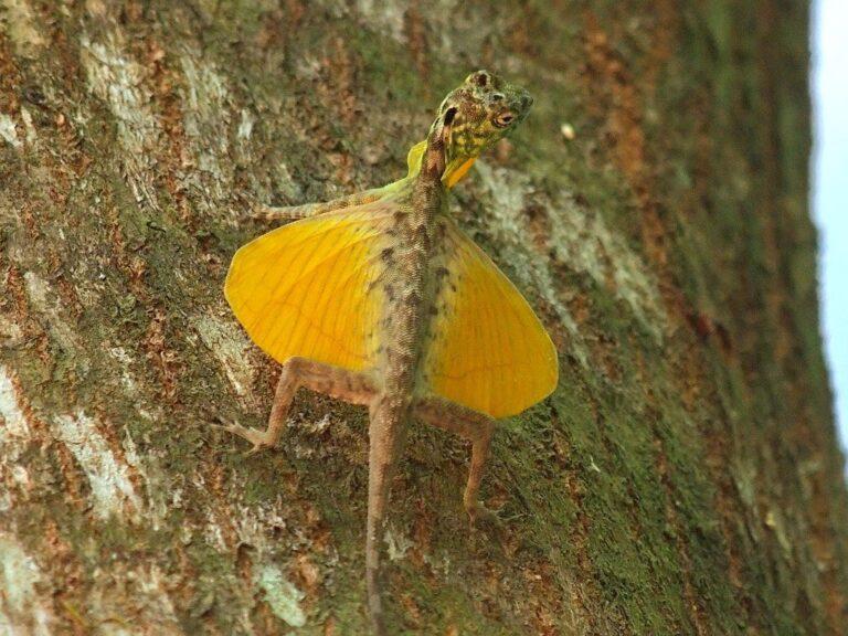 These unique lizard species are the real-life ‘dragons’ of Southeast ...