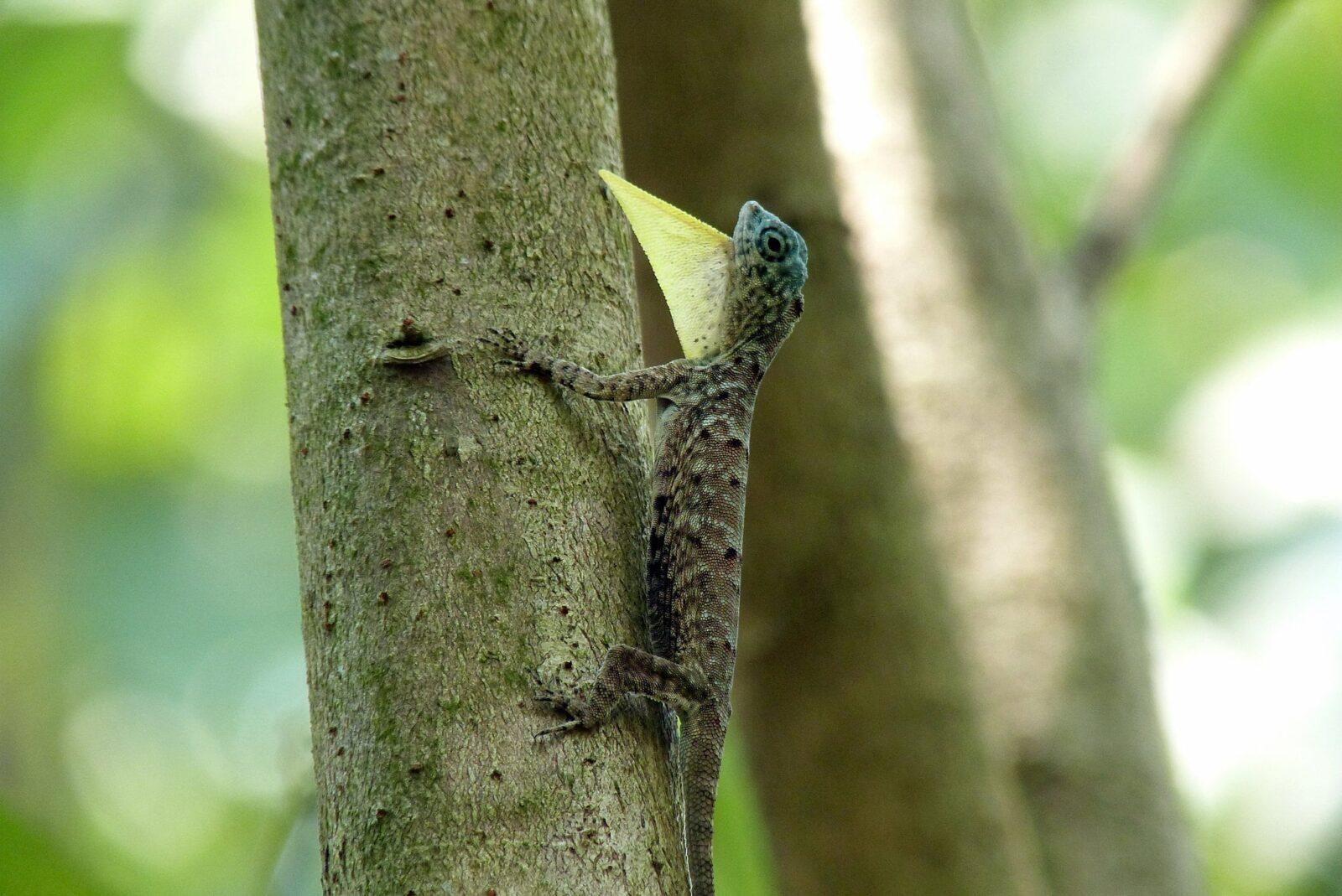 These unique lizard species are the real-life ‘dragons’ of Southeast ...