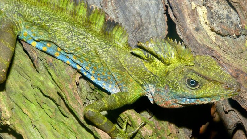 These unique lizard species are the real-life ‘dragons’ of Southeast ...