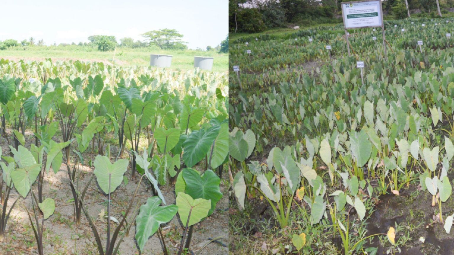 R&D program aims to improve production and management of taro and ...