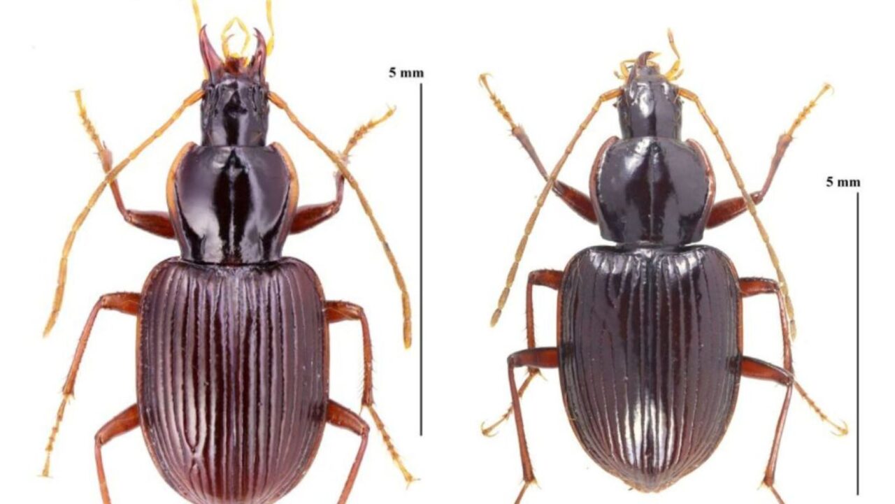 𝘒𝘸𝘦𝘣𝘢 𝘮𝘢𝘨𝘣𝘢𝘣𝘢𝘺𝘢 and 𝘒. 𝘥𝘪𝘸𝘢𝘵𝘢: 2 new cave beetle species from the ...