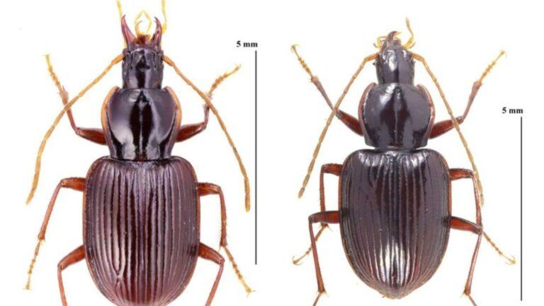 𝘒𝘸𝘦𝘣𝘢 𝘮𝘢𝘨𝘣𝘢𝘣𝘢𝘺𝘢 and 𝘒. 𝘥𝘪𝘸𝘢𝘵𝘢: 2 new cave beetle species from the ...