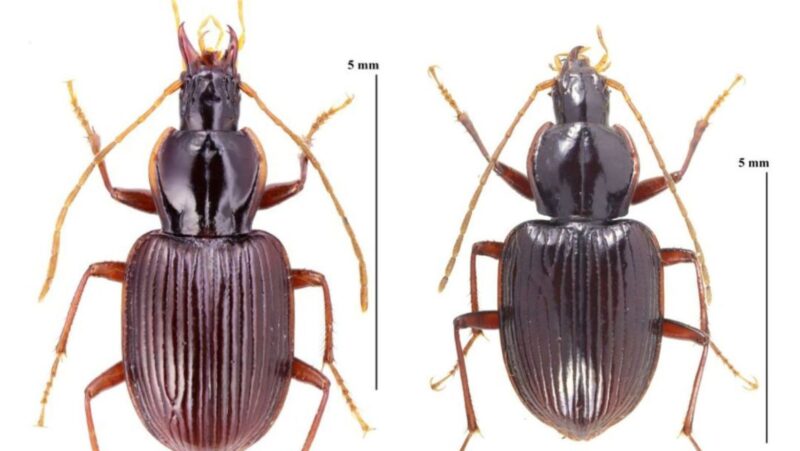 𝘒𝘸𝘦𝘣𝘢 𝘮𝘢𝘨𝘣𝘢𝘣𝘢𝘺𝘢 and 𝘒. 𝘥𝘪𝘸𝘢𝘵𝘢: 2 new cave beetle species from the ...