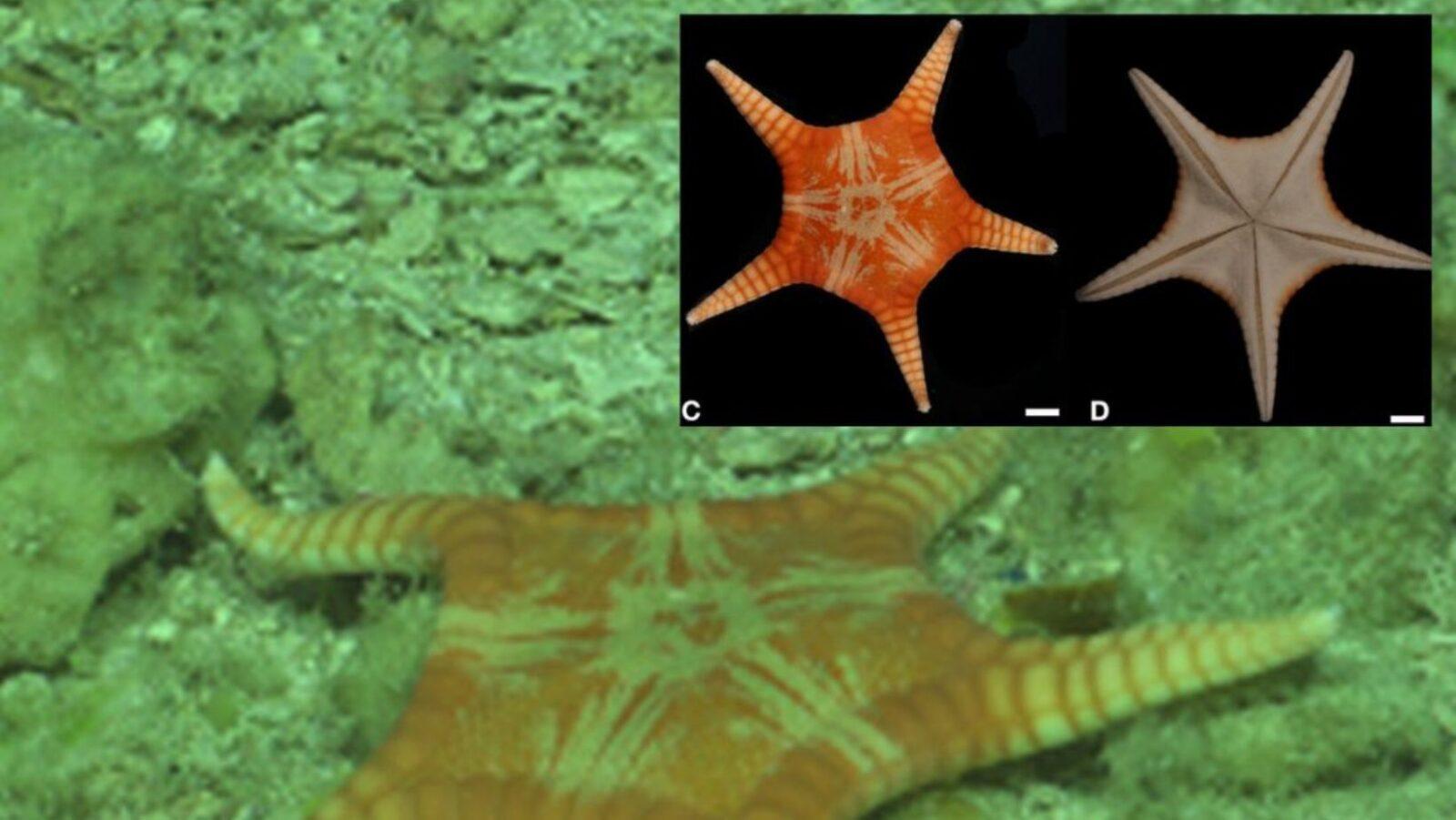 𝘊𝘩𝘶𝘳𝘢𝘶𝘮𝘪𝘢𝘴𝘵𝘳𝘢 𝘩𝘰𝘴𝘩𝘪: a new sea star species from the Philippines (2024 ...