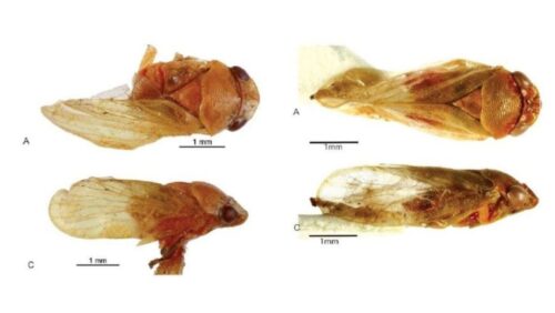 𝘗𝘩𝘢𝘯𝘵𝘢𝘨𝘮𝘢 𝘨𝘢𝘳𝘤𝘪𝘢𝘪 and 𝘗. 𝘮𝘢𝘢𝘳𝘢𝘵𝘪: 2 new insect species from the ...