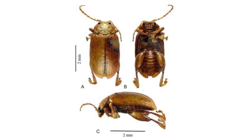 𝘗𝘰𝘥𝘰𝘯𝘵𝘪𝘢 𝘳𝘶𝘴𝘵𝘪𝘢𝘪: a new species of leaf beetle from the Philippines ...